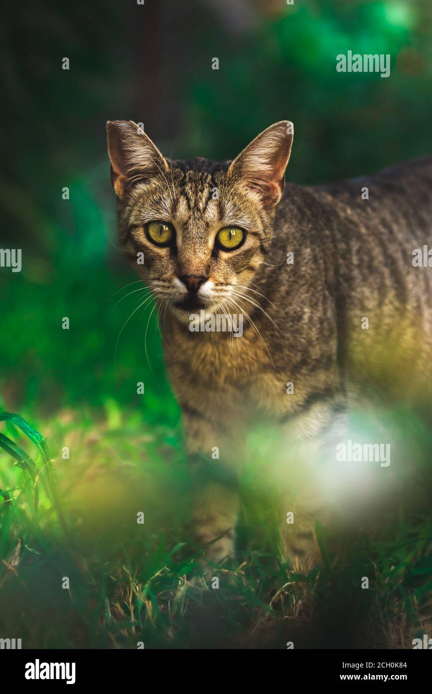 Famous Kotor cats who are very used to people, European old town in ...