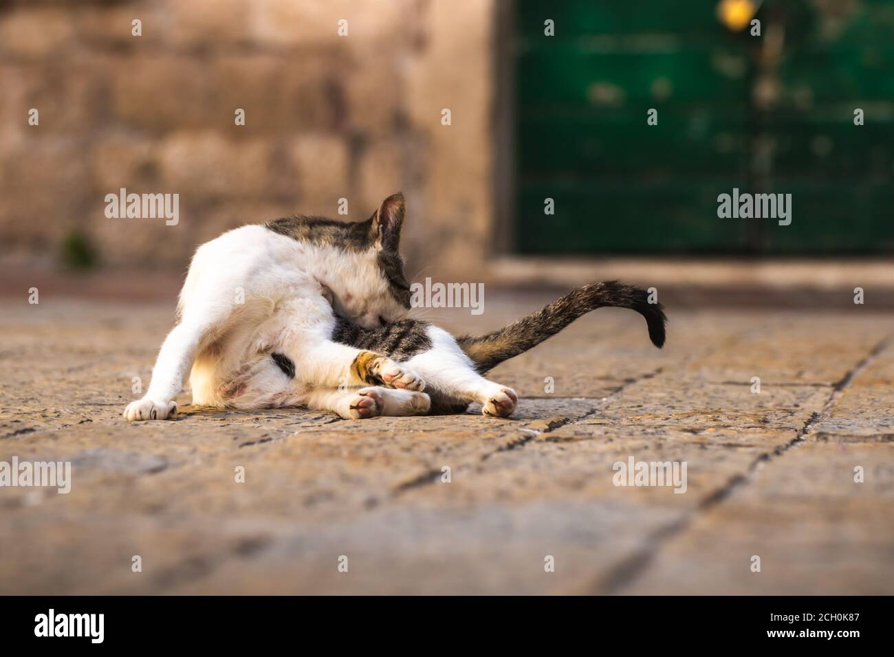 Famous Kotor cats who are very used to people, European old town in ...