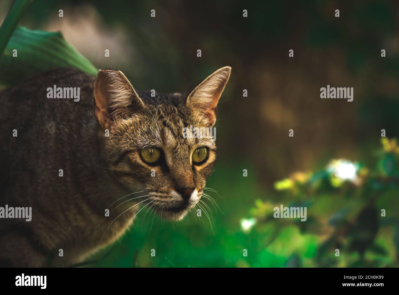 Famous Kotor cats who are very used to people, European old town in ...