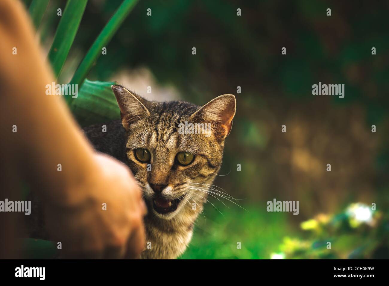 Famous Kotor cats who are very used to people, European old town in ...