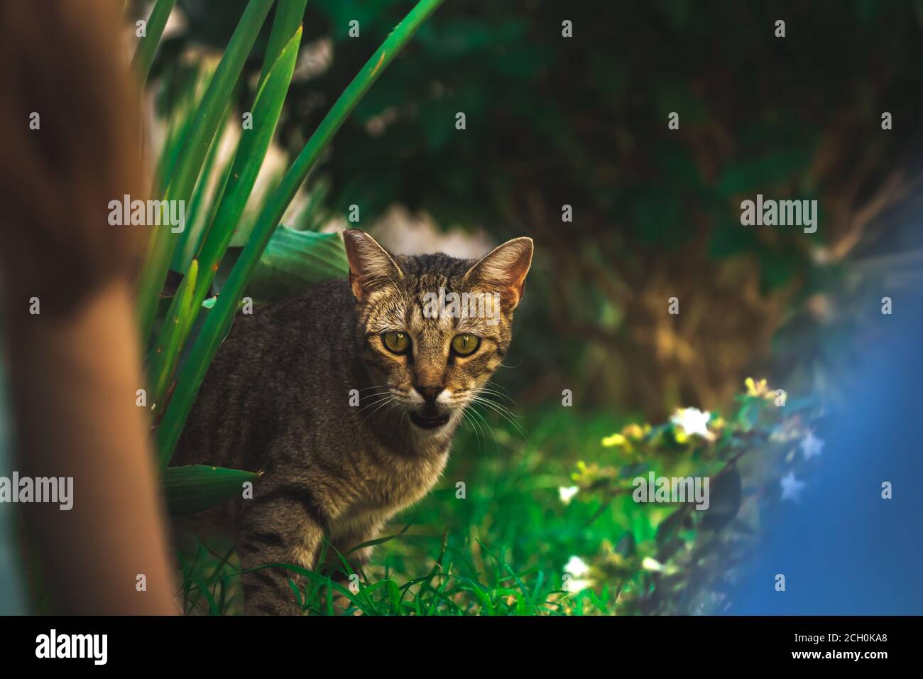 Famous Kotor cats who are very used to people, European old town in ...