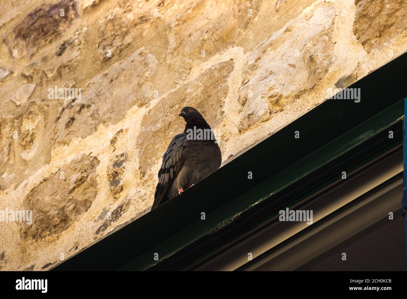 Two doves home hi-res stock photography and images - Alamy