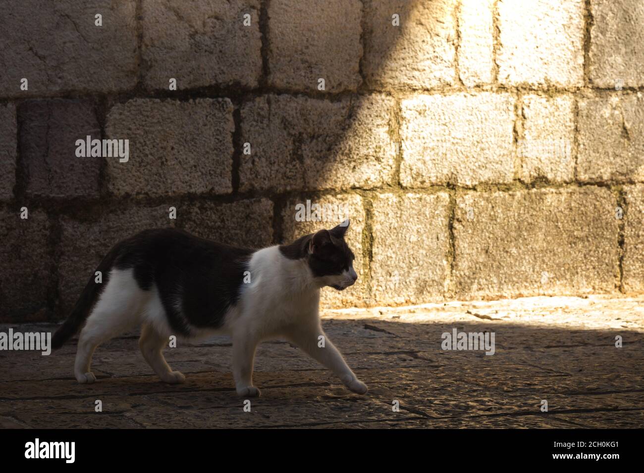 Famous Kotor cats who are very used to people, European old town in ...