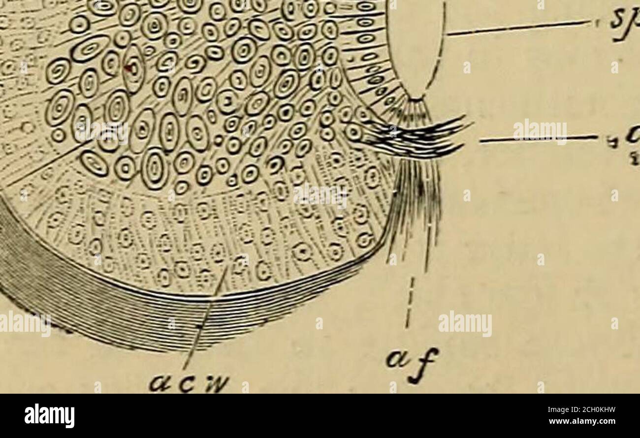 . Quain's elements of anatomy . ^c V. -——. Angular cells with radiatmsr ...