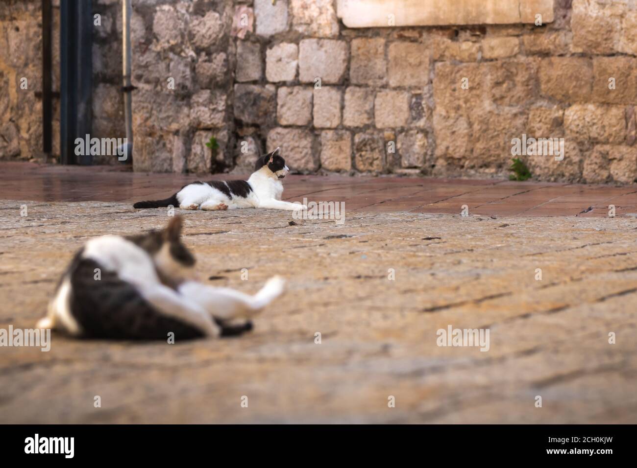 Famous Kotor cats who are very used to people, European old town in ...