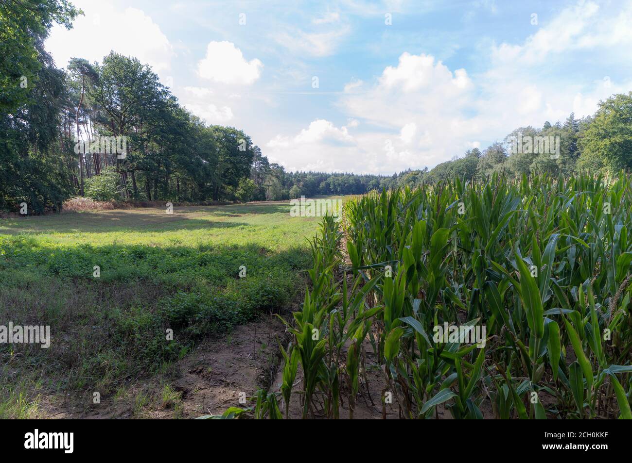 An agricultural field in the forrest Stock Photo - Alamy