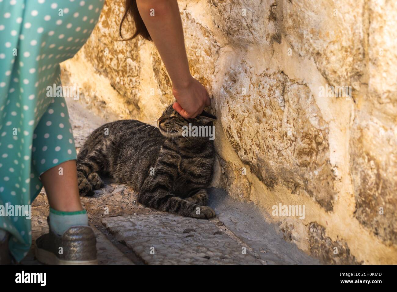Famous Kotor cats who are very used to people, European old town in ...