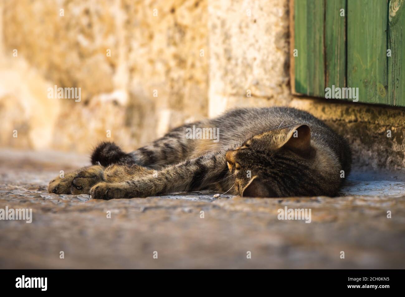 Famous Kotor cats who are very used to people, European old town in ...