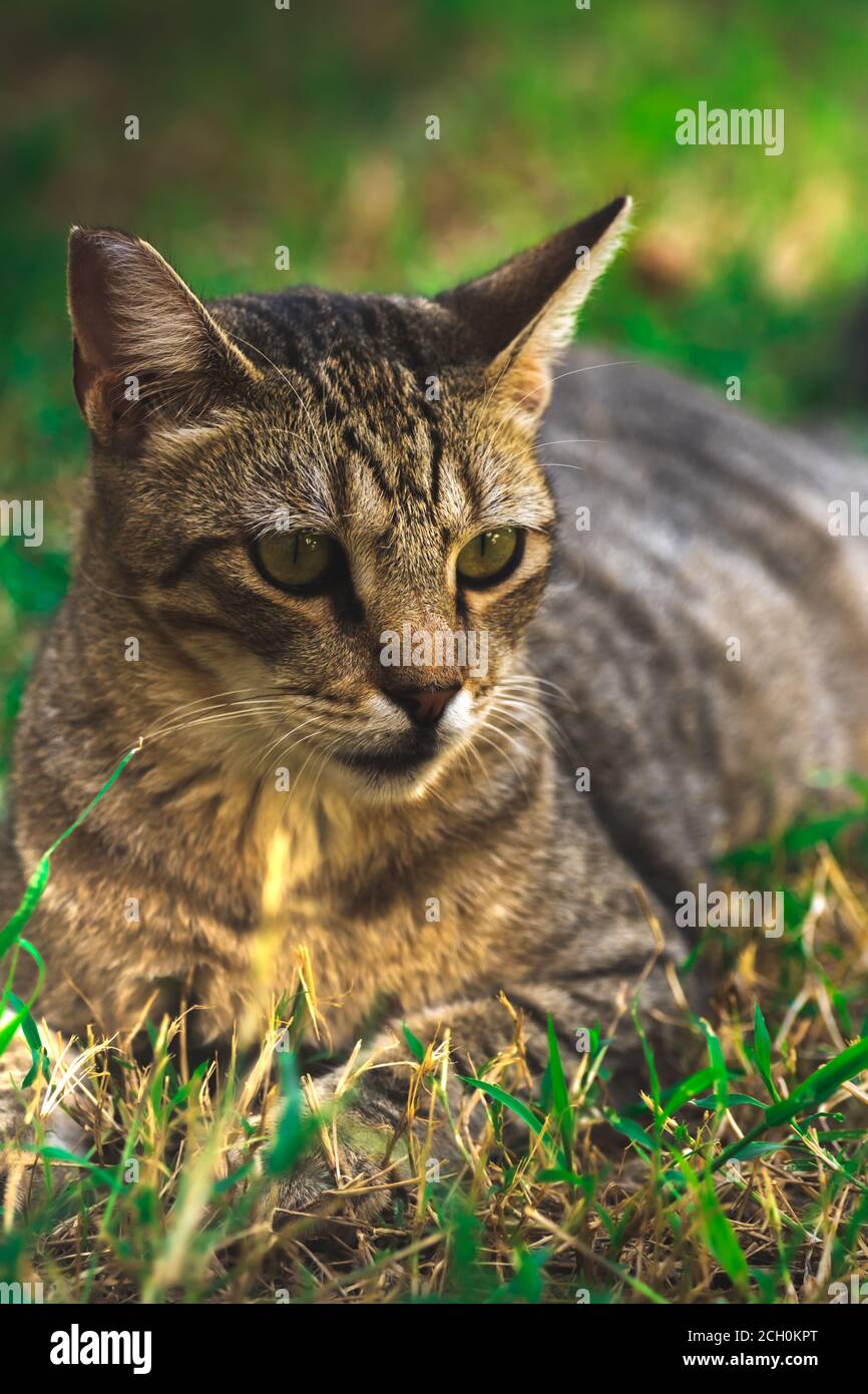 Famous Kotor cats who are very used to people, European old town in ...