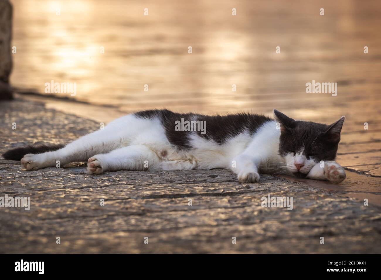 Famous Kotor cats who are very used to people, European old town in ...