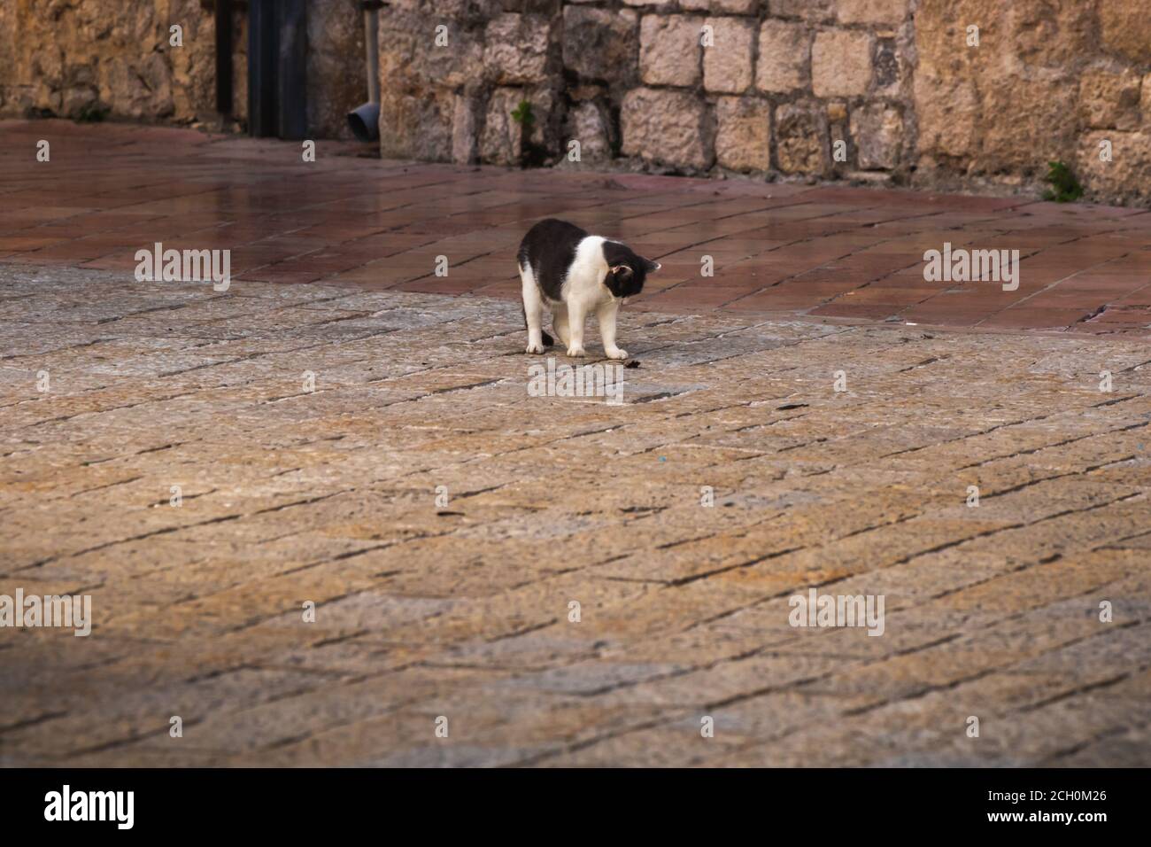 Famous Kotor cats who are very used to people, European old town in ...