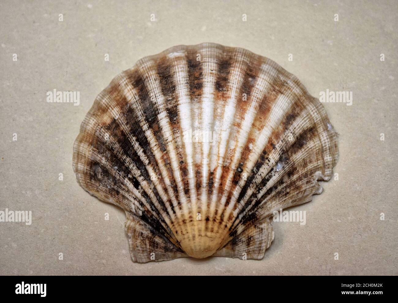 Scallop shell cut out hi-res stock photography and images - Alamy