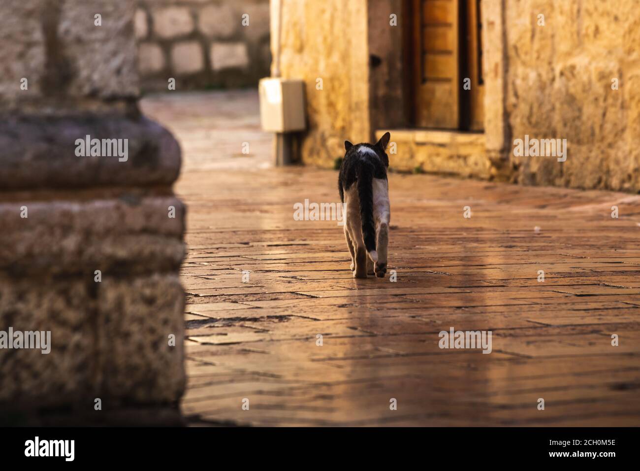 Famous Kotor cats who are very used to people, European old town in ...