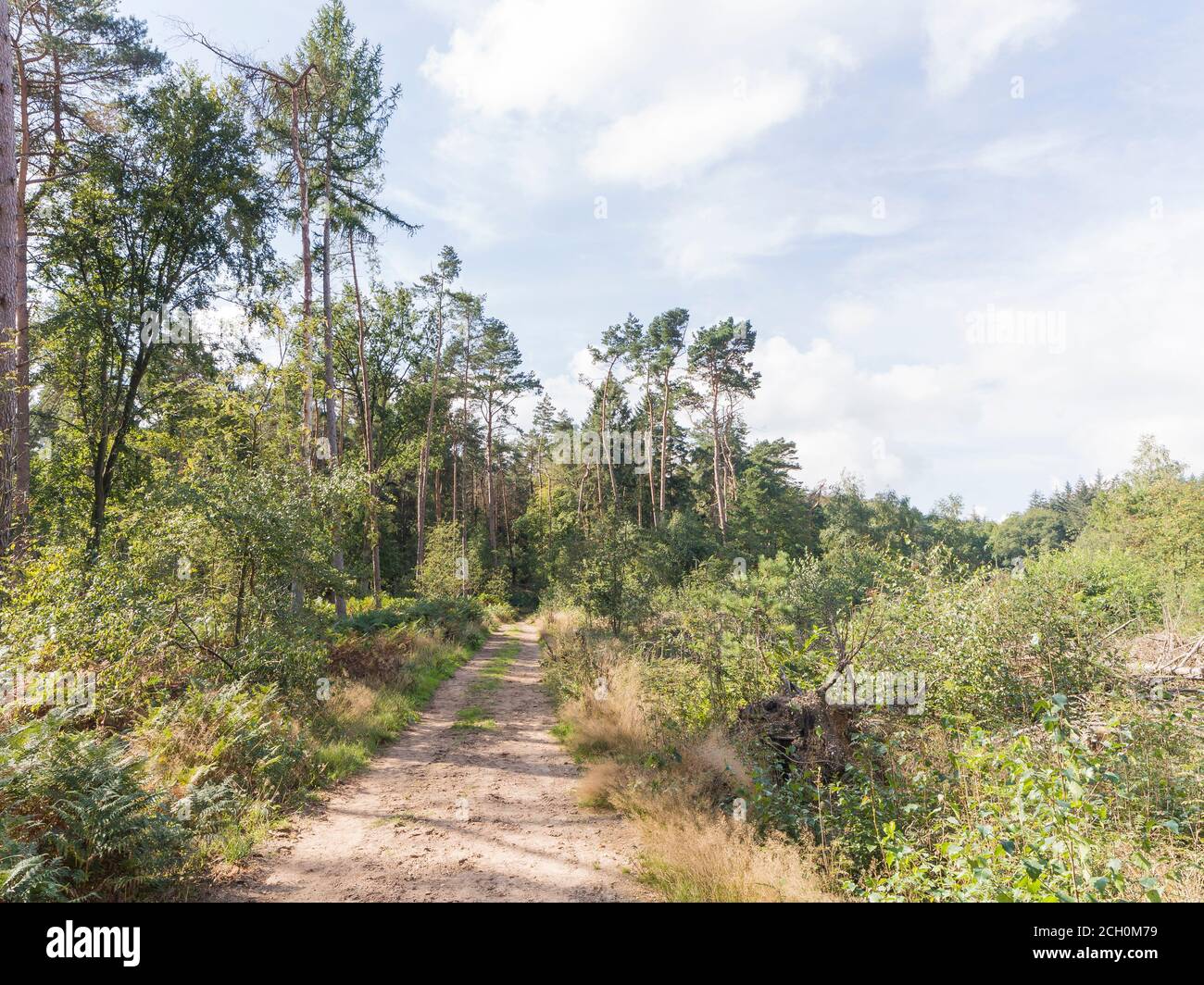 The forrest on the Hettenheuvel, The Netherlands Stock Photo - Alamy