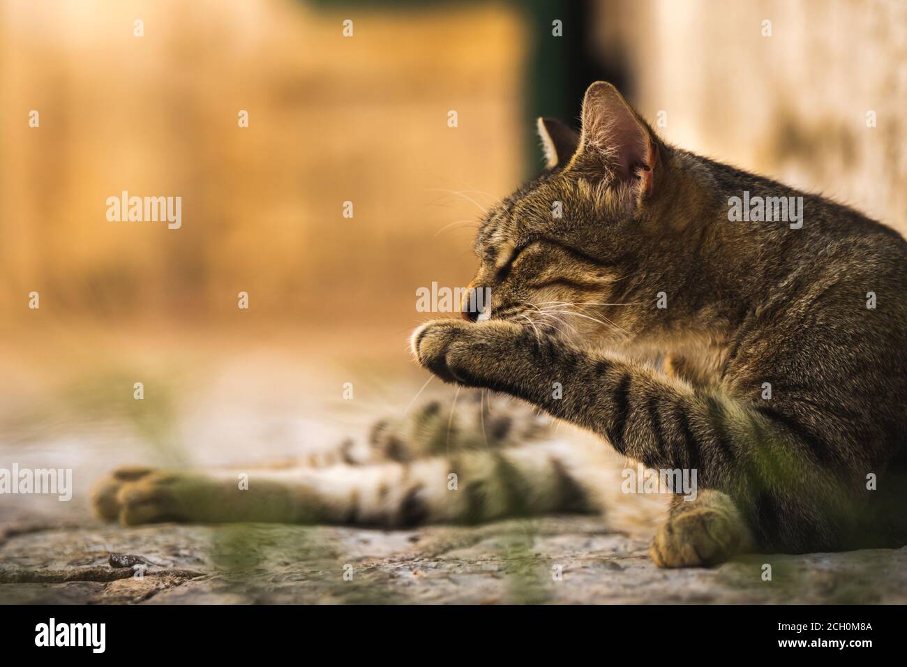 Famous Kotor cats who are very used to people, European old town in ...