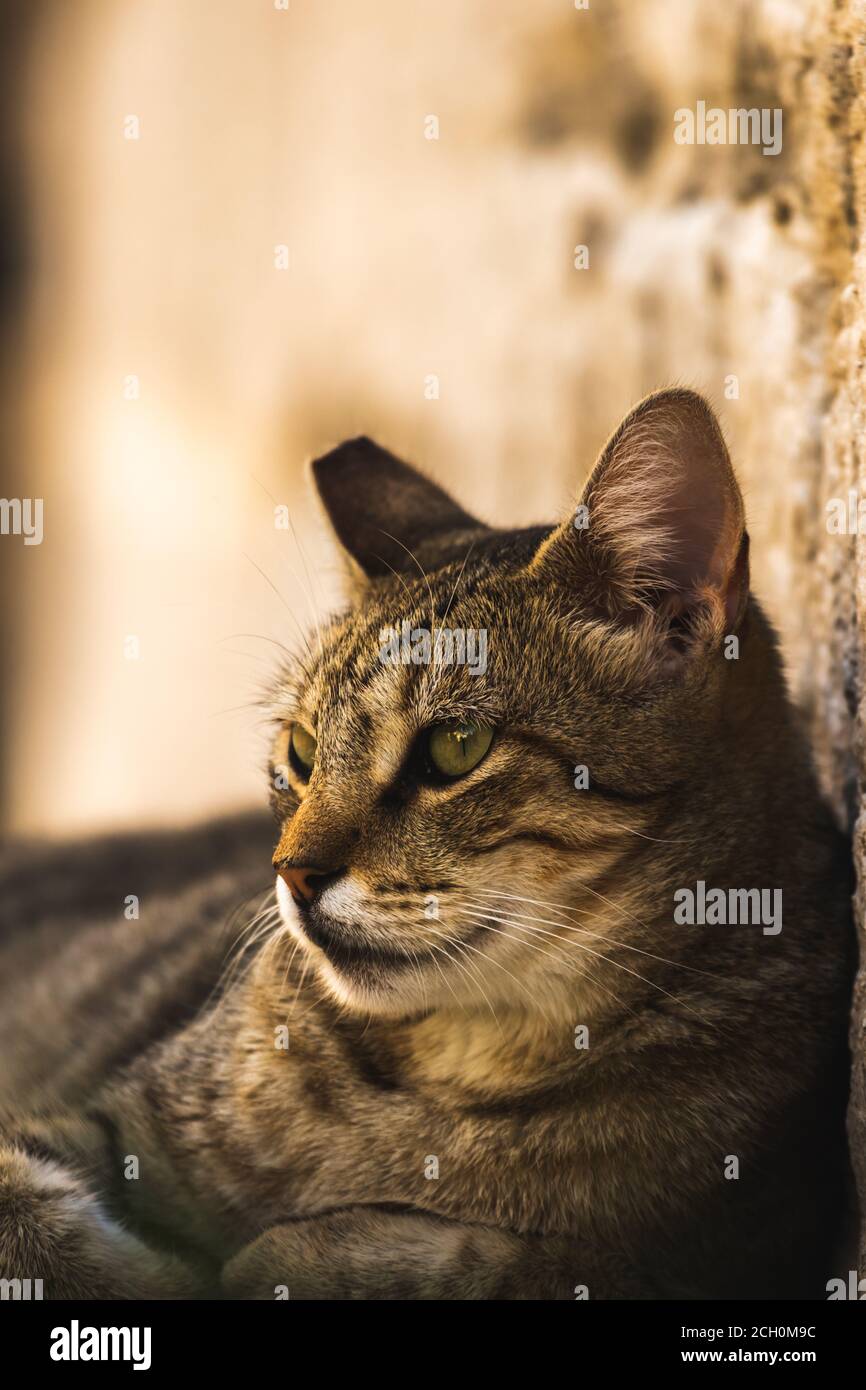 Famous Kotor cats who are very used to people, European old town in ...