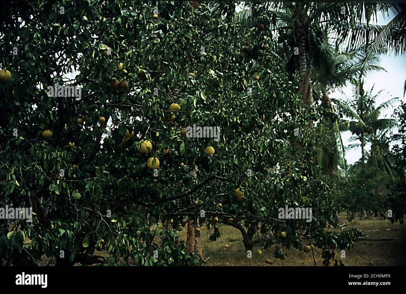Orange trees with ripe fruits in the heart of Africa Stock Photo - Alamy