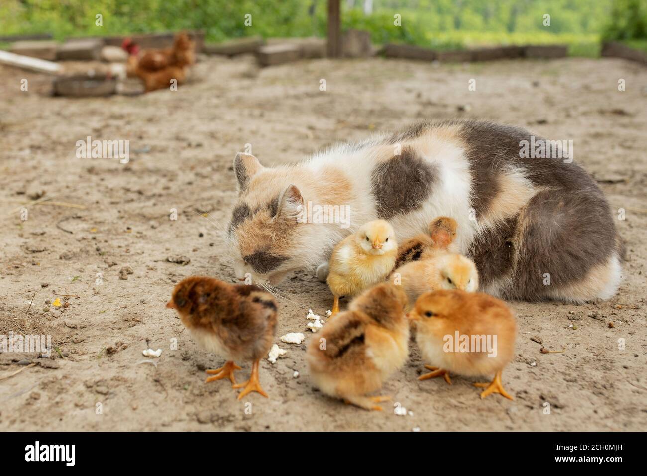 Easter chicken eating with kind cat. Friends Stock Photo - Alamy