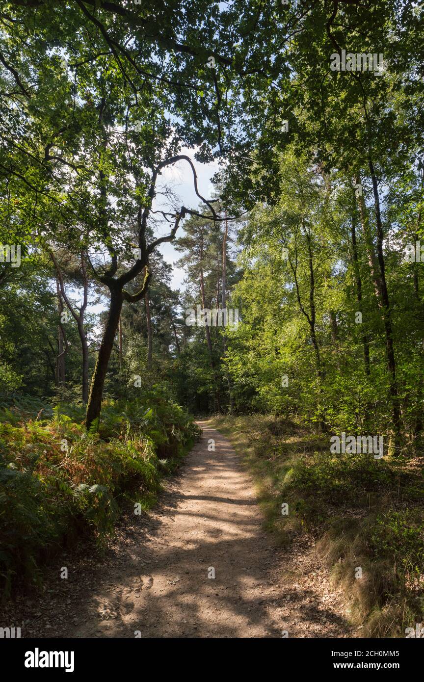 The forrest on the Hettenheuvel, The Netherlands Stock Photo - Alamy