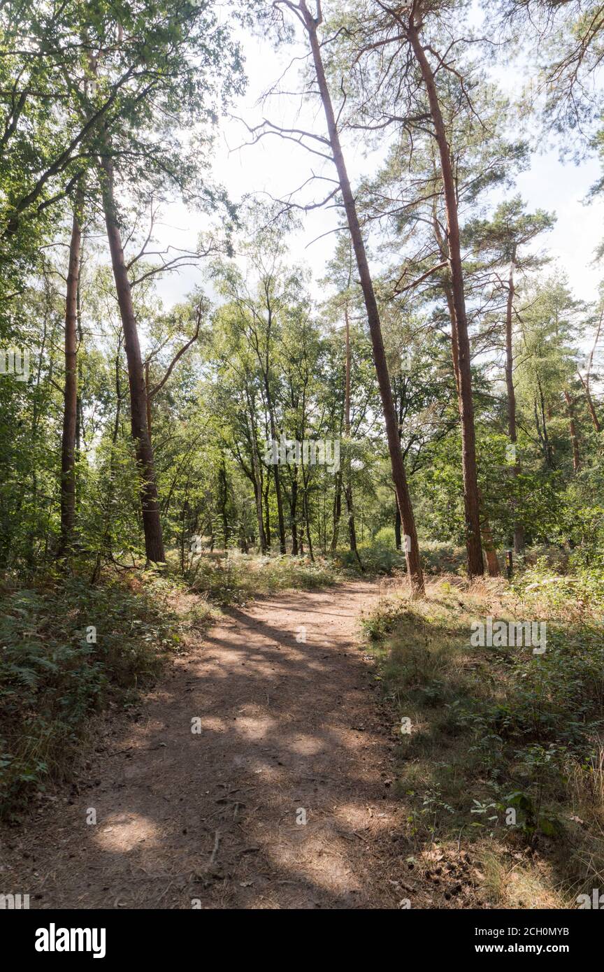 The forrest on the Hettenheuvel, The Netherlands Stock Photo - Alamy