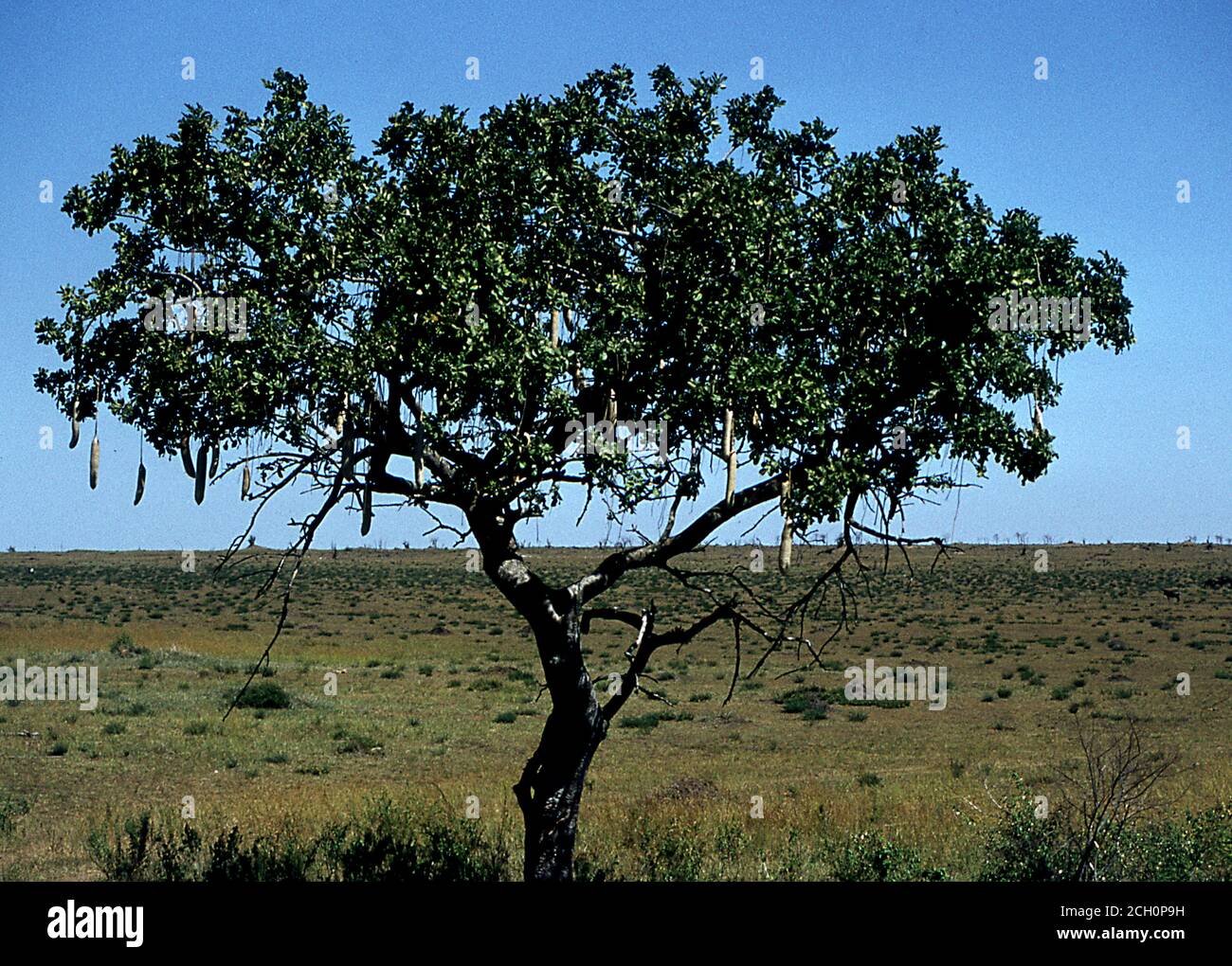 a single acacia tree in the savanna of africa provides some shade Stock ...