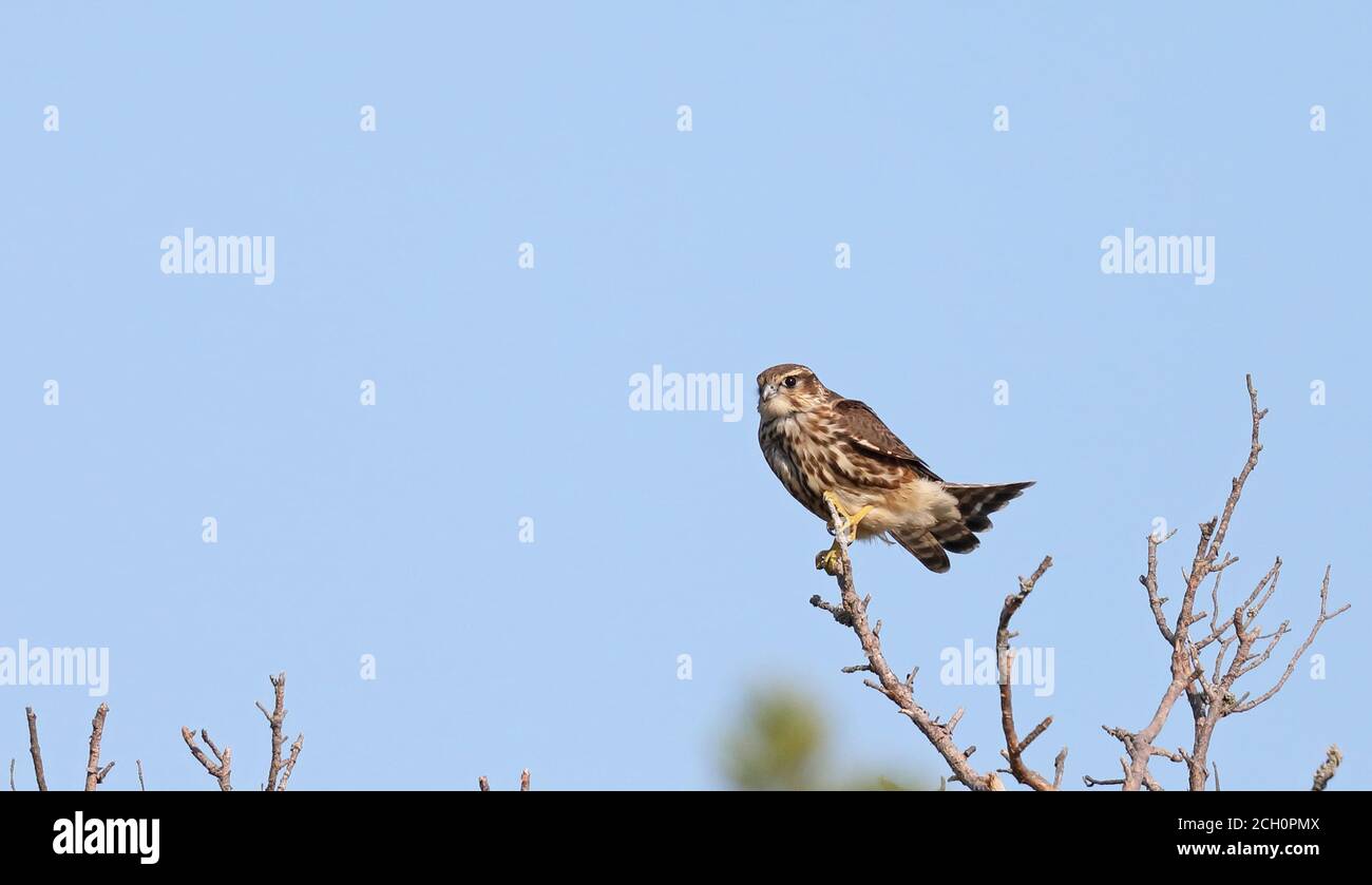 Merlin, Young Merlin sitting on tree top Stock Photo - Alamy