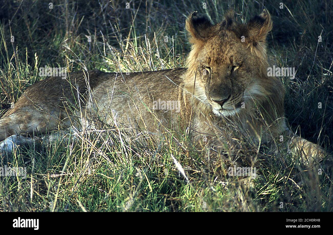 Lions in the African savannah with young animals Stock Photo - Alamy