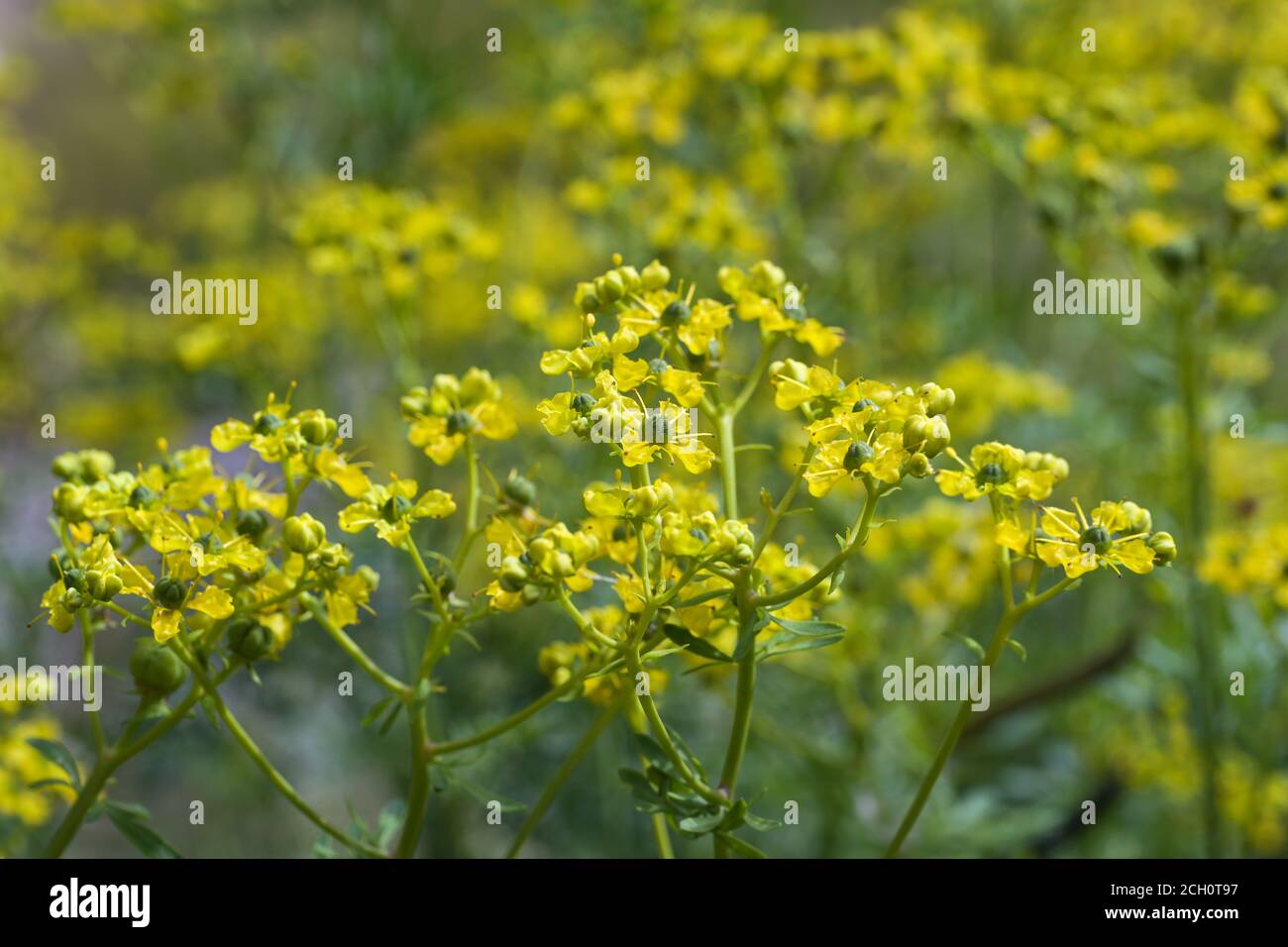 Ruta flower hi-res stock photography and images - Alamy