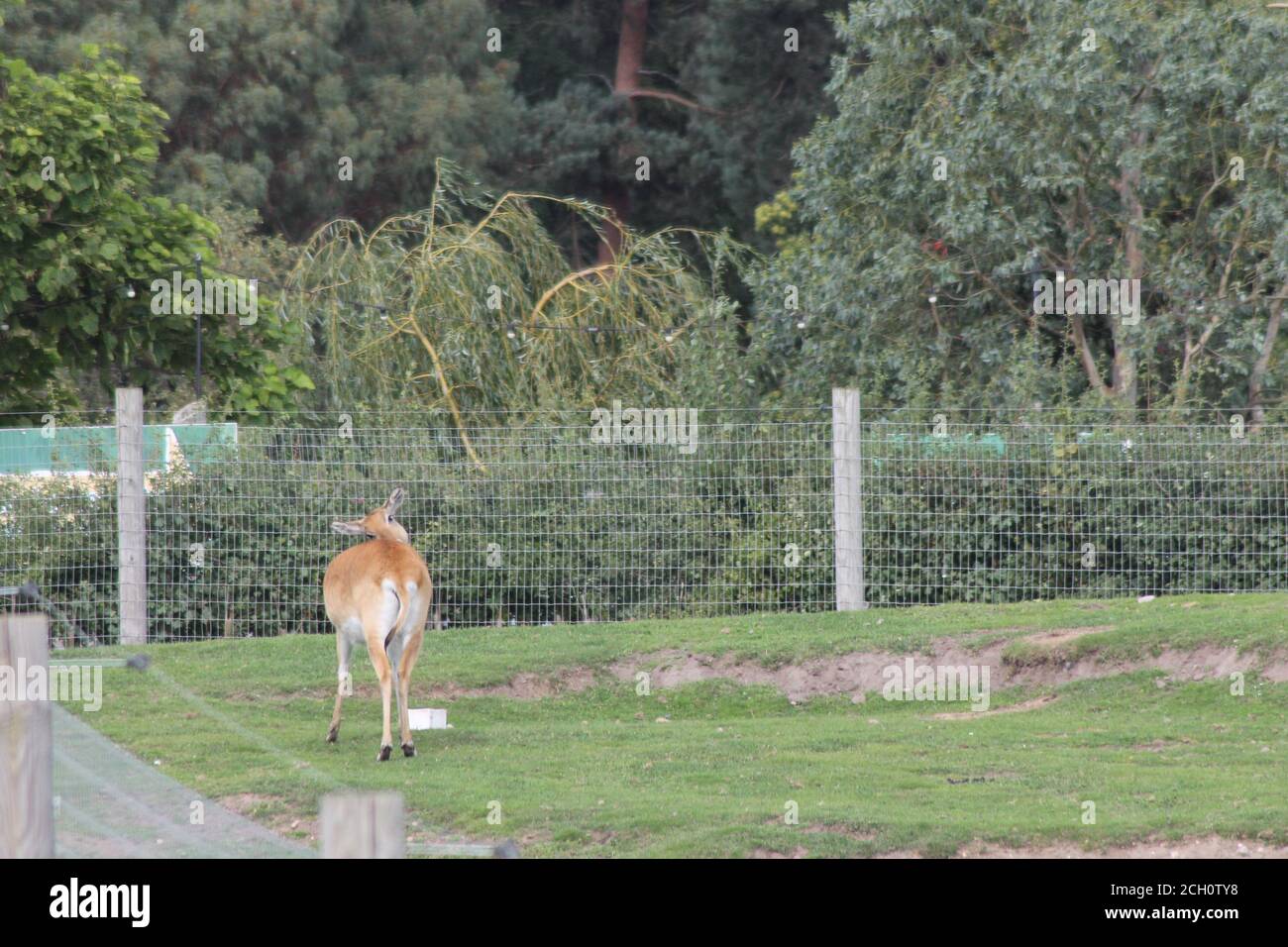 Gazelle meat hi-res stock photography and images - Alamy