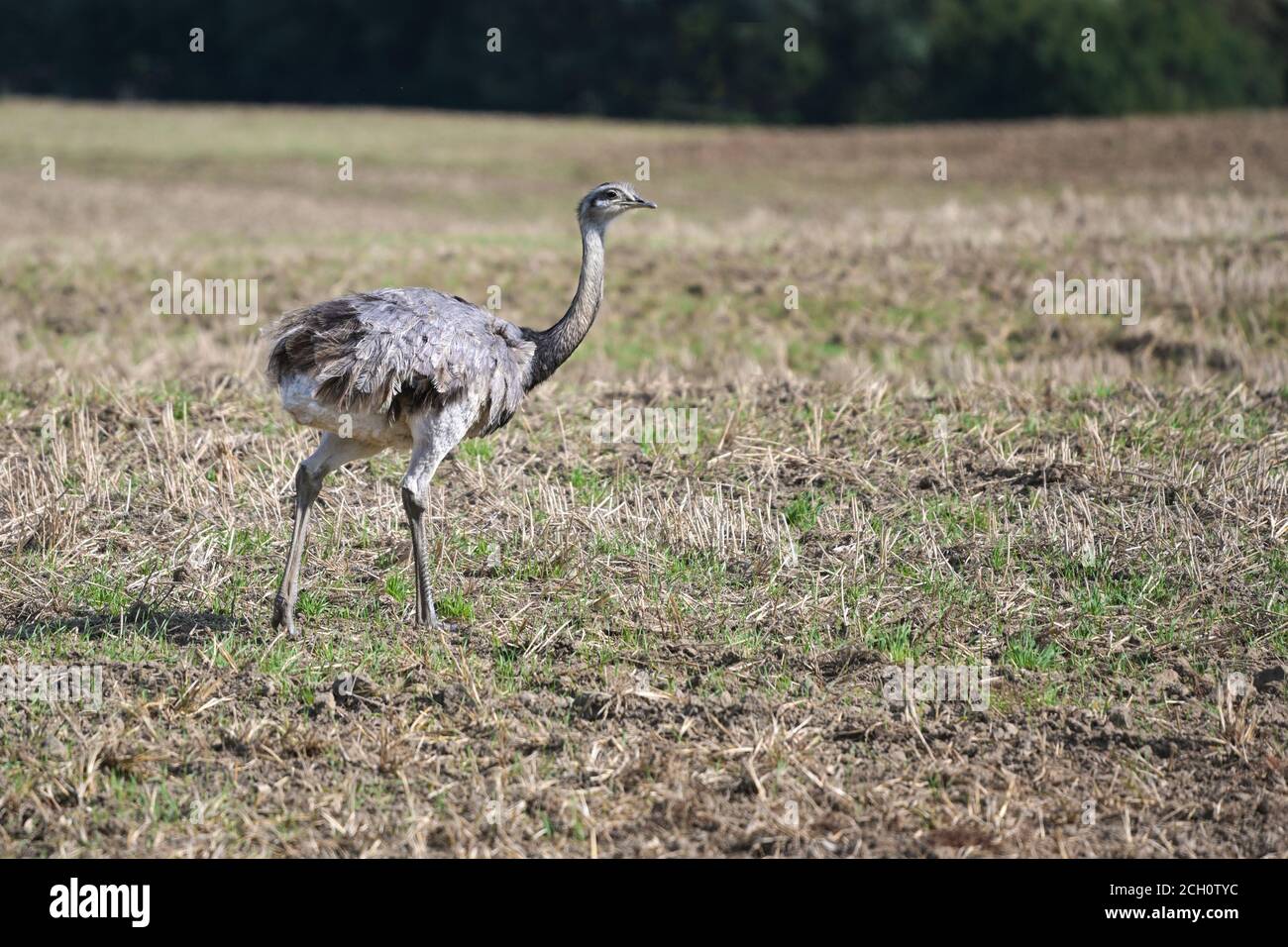 Greater rhea hi-res stock photography and images - Alamy