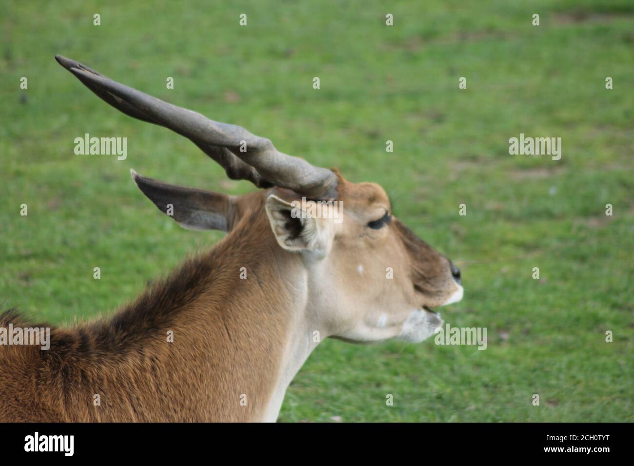 Gazelle meat hi-res stock photography and images - Alamy