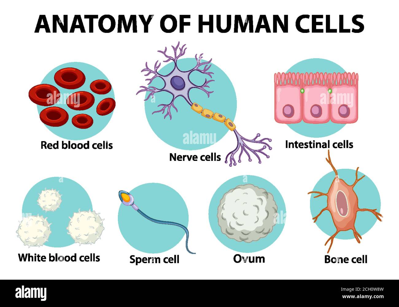 Information poster on human cells illustration Stock Vector Image & Art ...