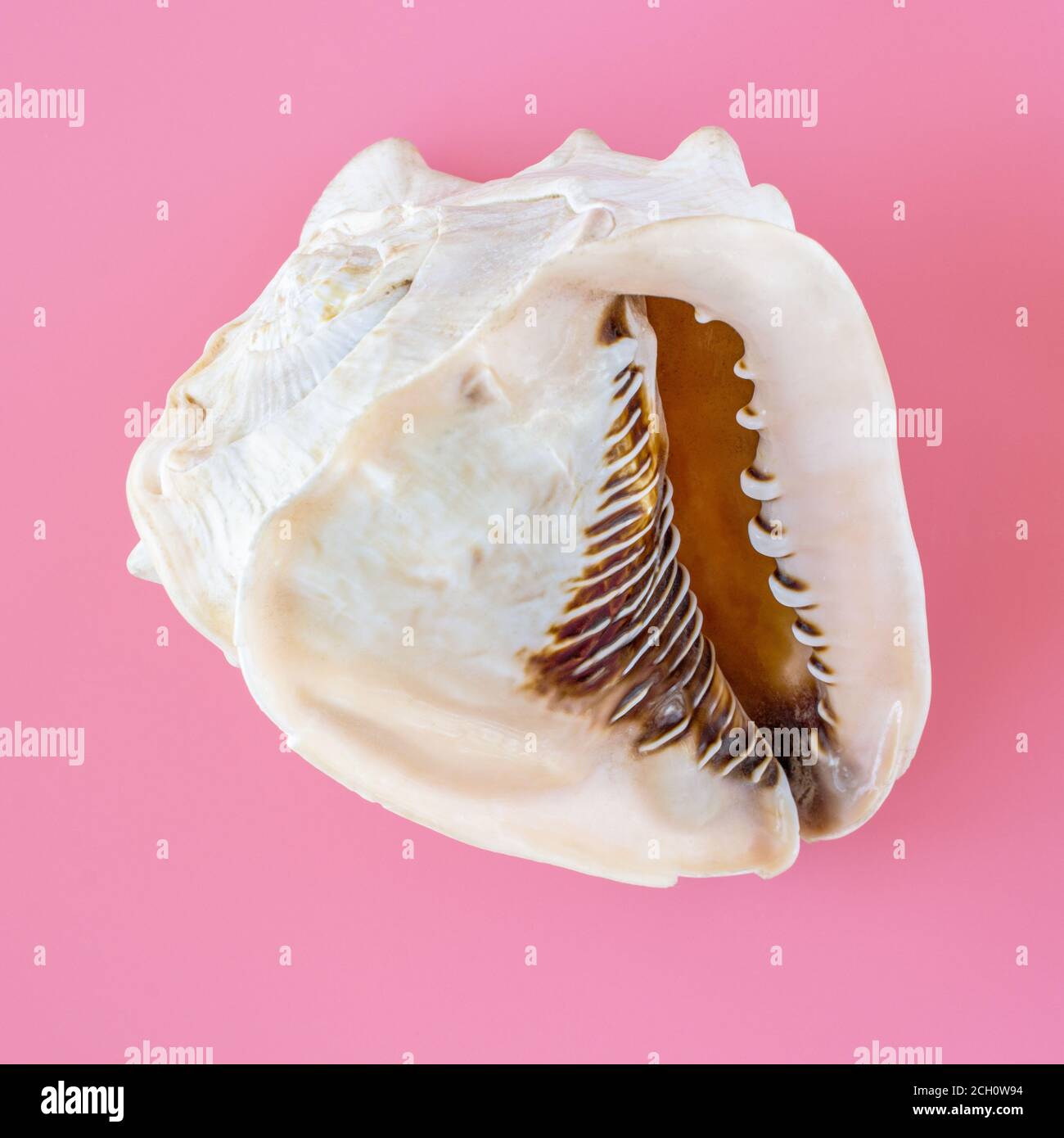 beautiful cockleshell isolated on pink background, top view, Summer ...