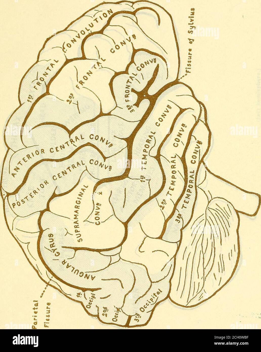 William James Sidis Brain
