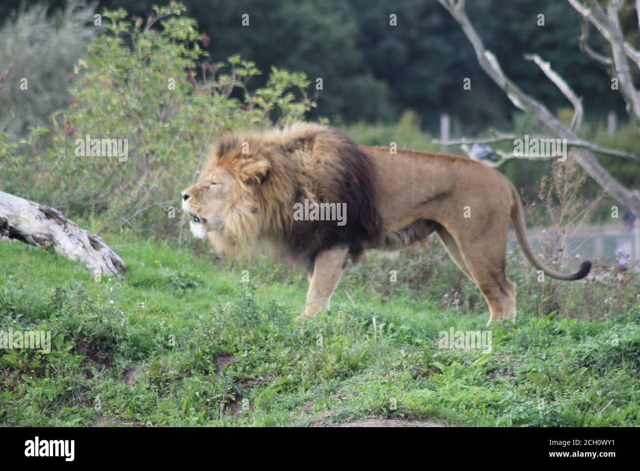 Lion with raw meat hi-res stock photography and images - Alamy