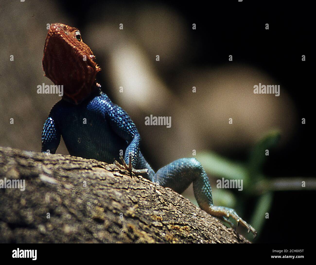 Agame hi-res stock photography and images - Alamy