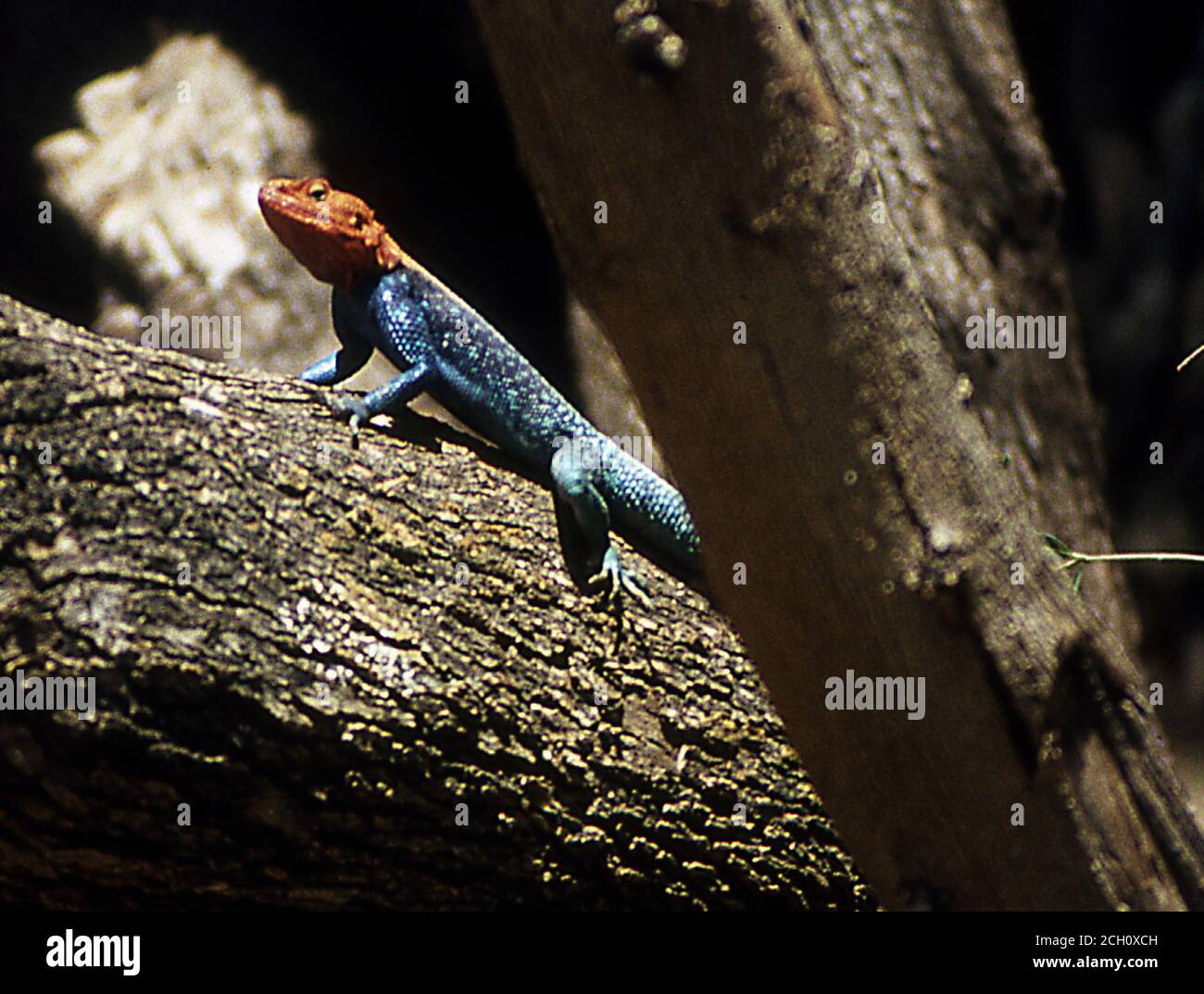 Agame lizard hi-res stock photography and images - Alamy