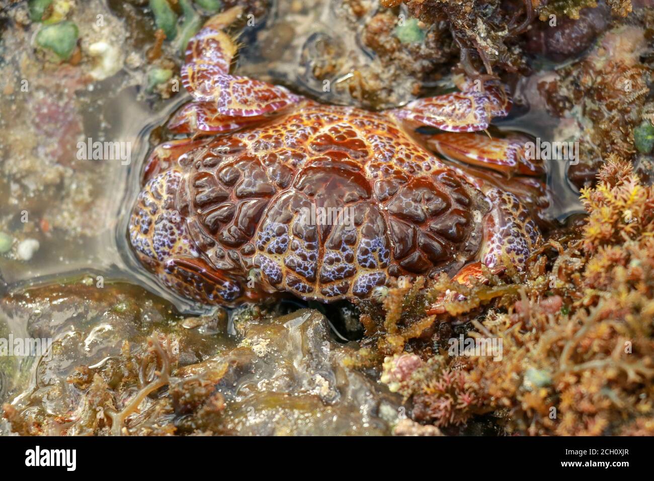 Zosimus aeneus hi-res stock photography and images - Alamy