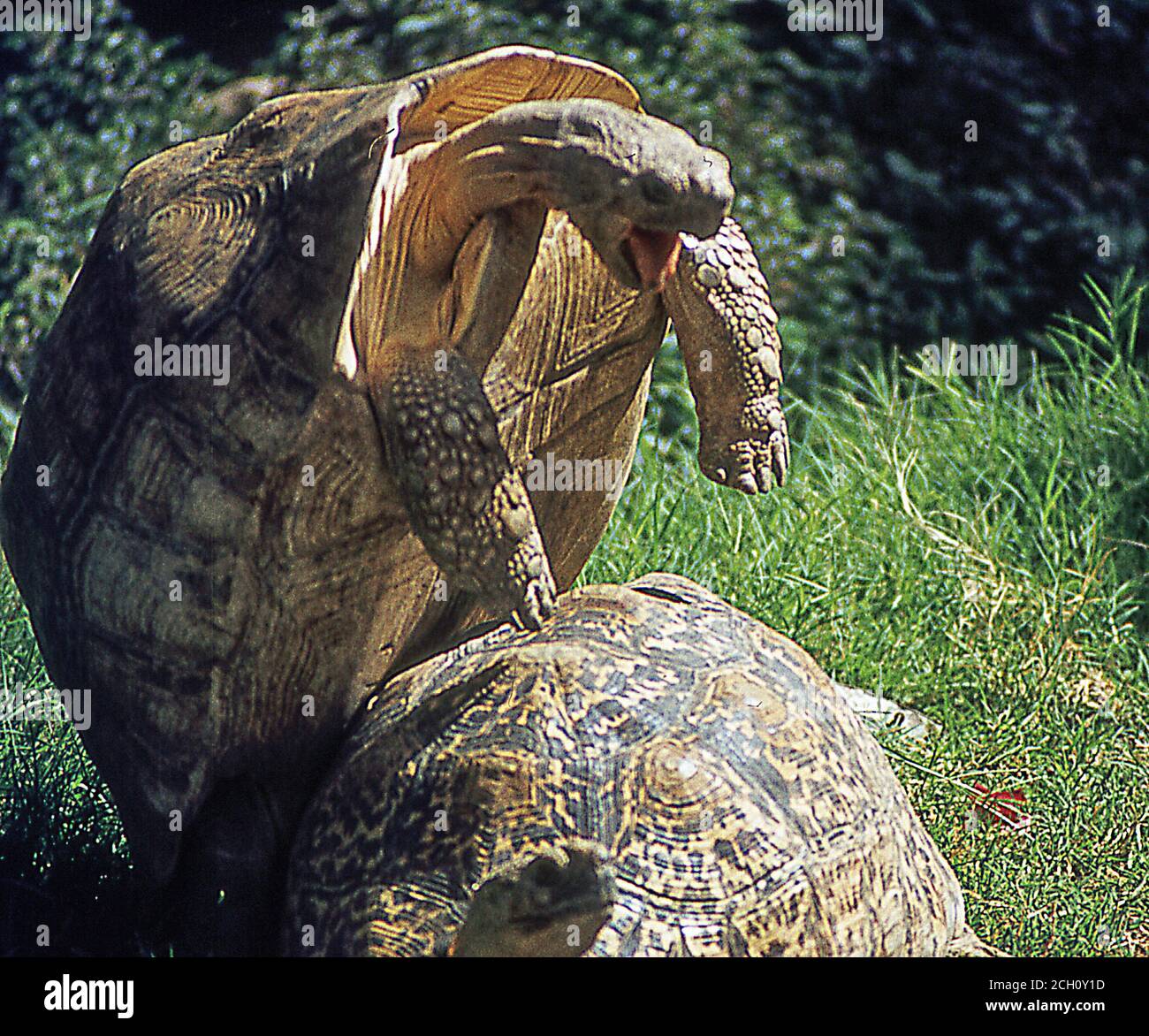 Tortoises of the horn of africa hi-res stock photography and images - Alamy