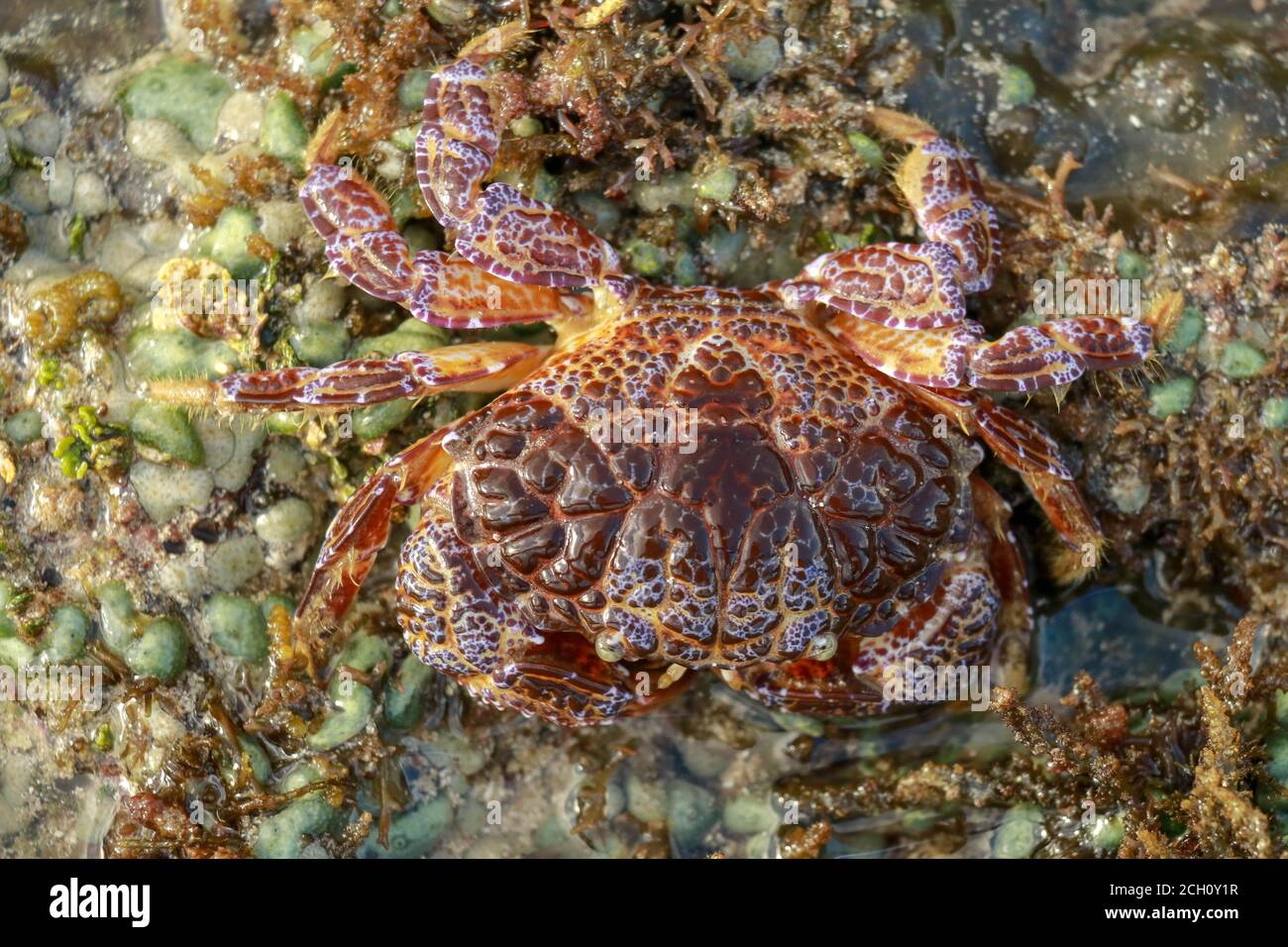 Close up of Zosimus aeneus is a species of crab that lives on coral reefs in the Indo-Pacific ...