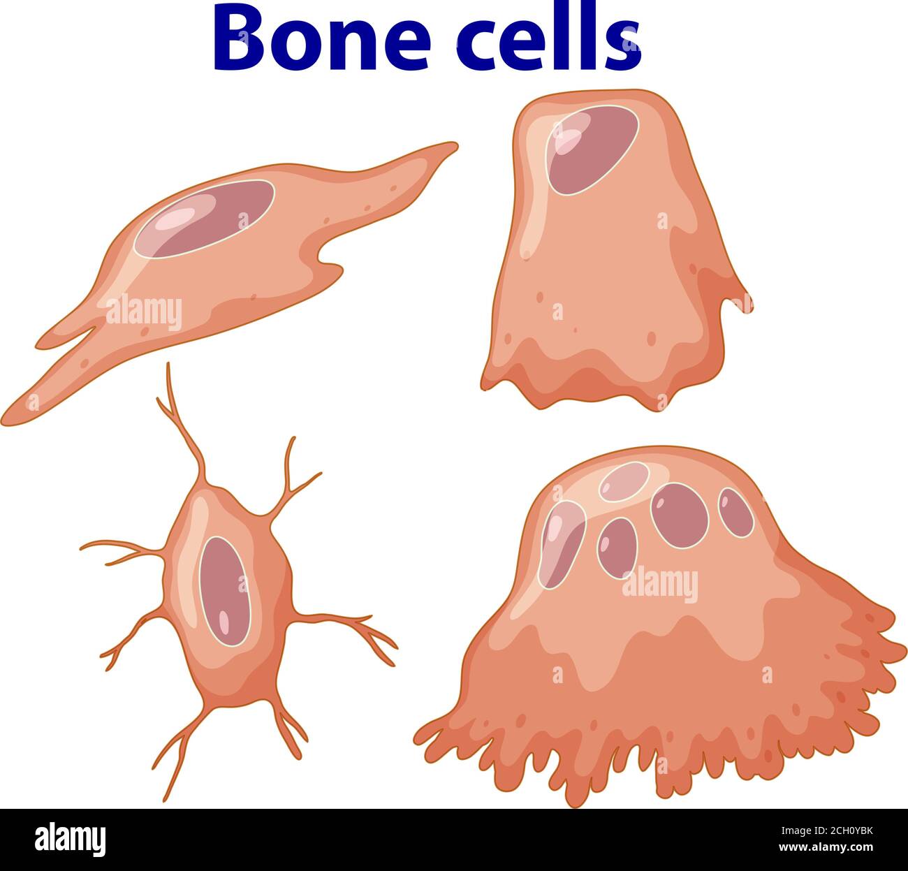 Human bone cells anatomy illustration Stock Vector Image & Art - Alamy