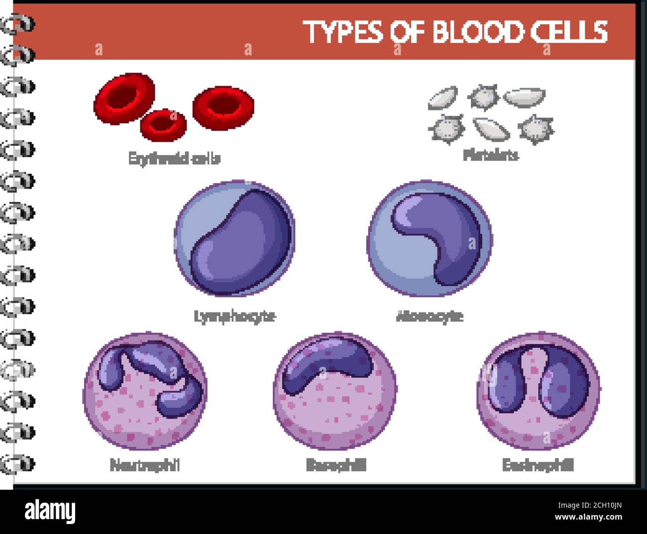 Type of blood cells illustration Stock Vector Image & Art - Alamy