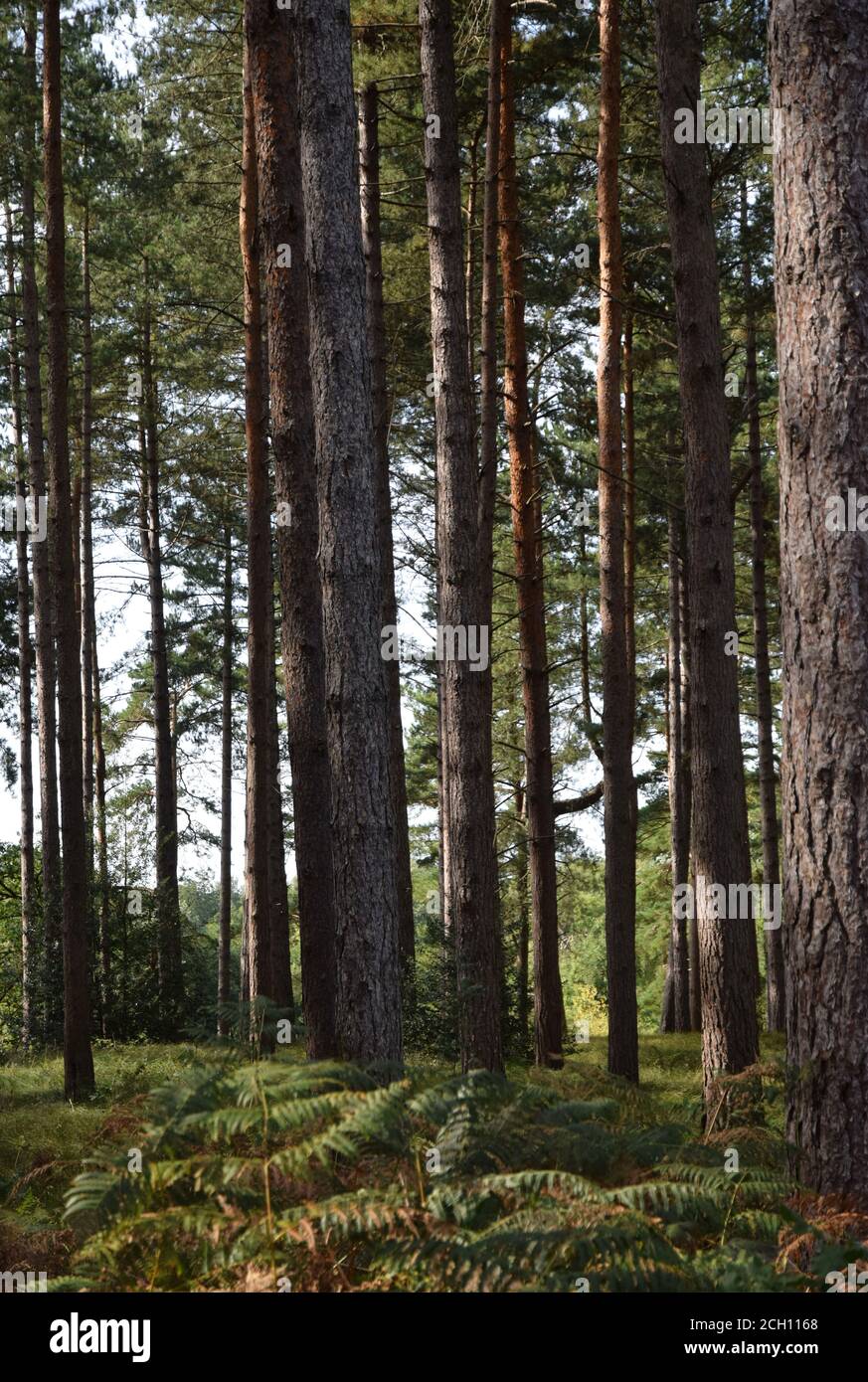 Tall firs hi-res stock photography and images - Alamy