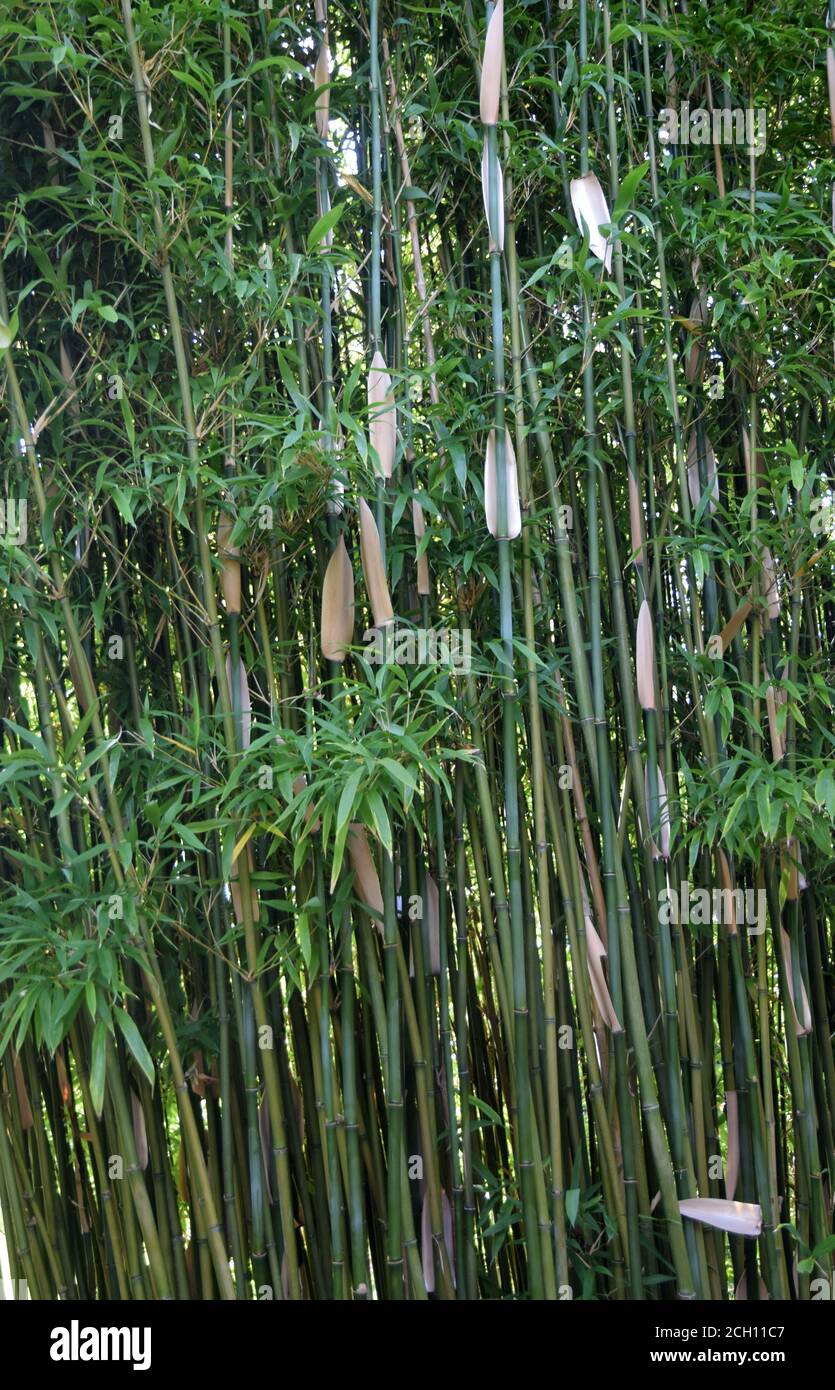 Bamboo fargesia rufa hi-res stock photography and images - Alamy