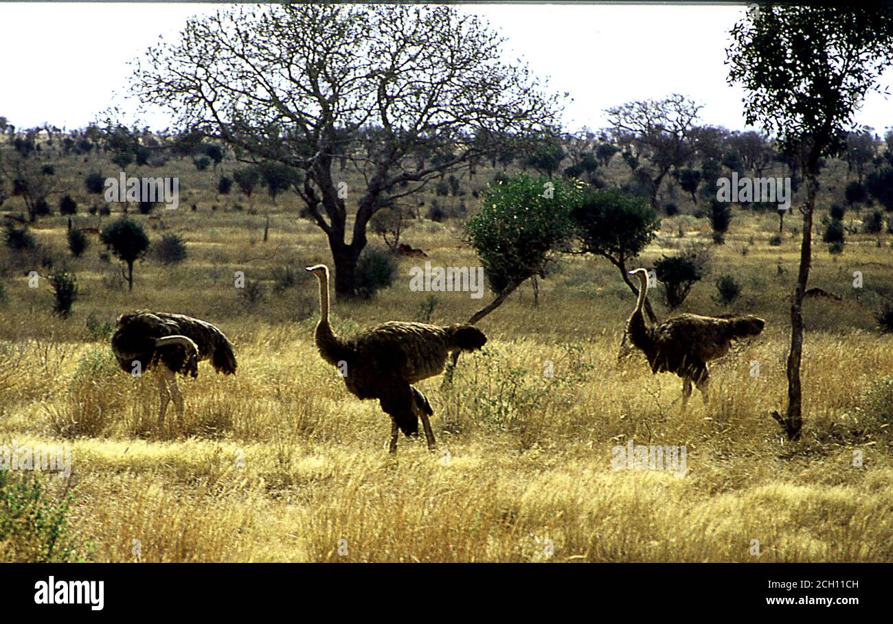 Ostrich in the African savanna Stock Photo - Alamy