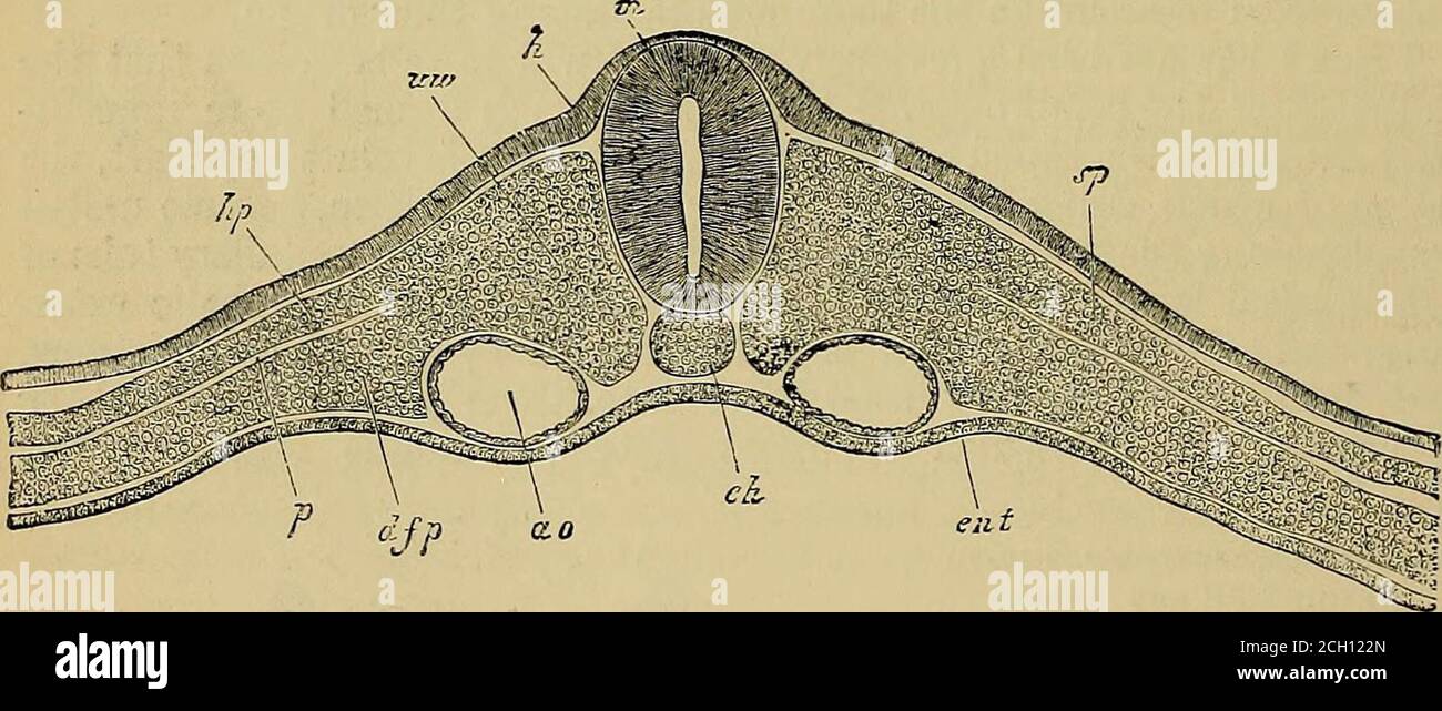 Dorsal ridges hi-res stock photography and images - Alamy