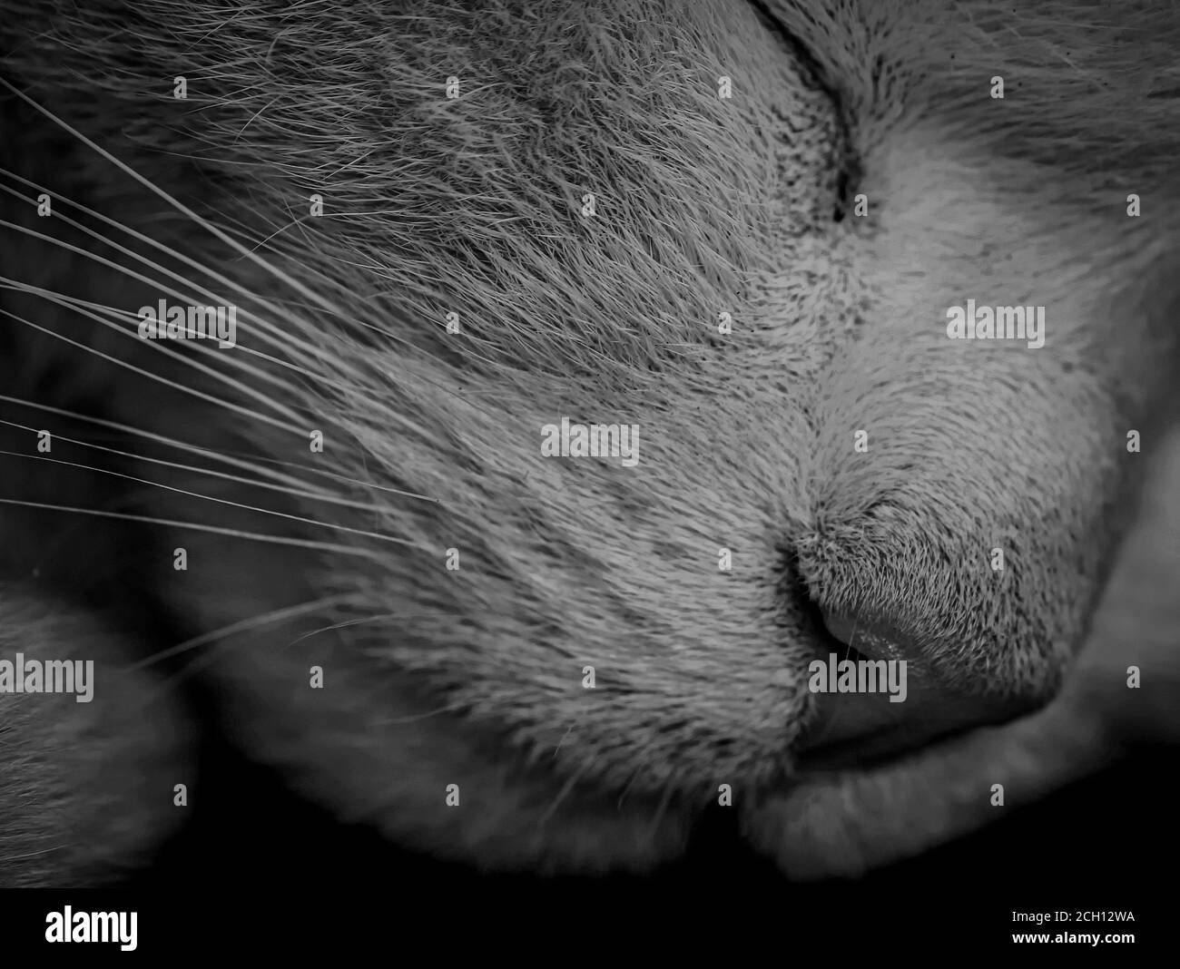 Dog cat paw vector Black and White Stock Photos & Images - Alamy