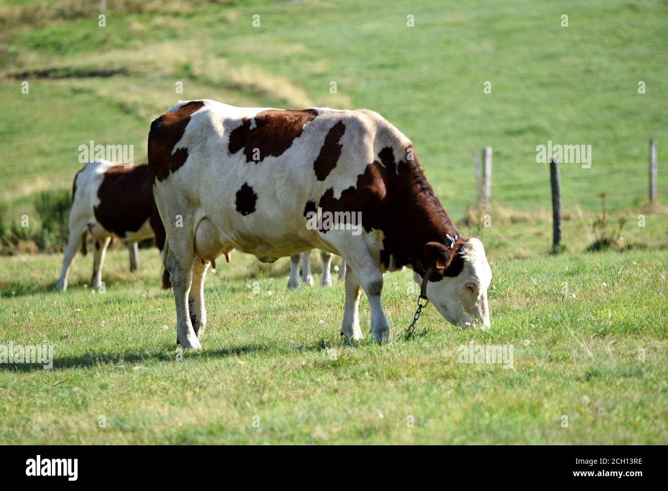 Portrait de vache Montbéliarde Stock Photo - Alamy