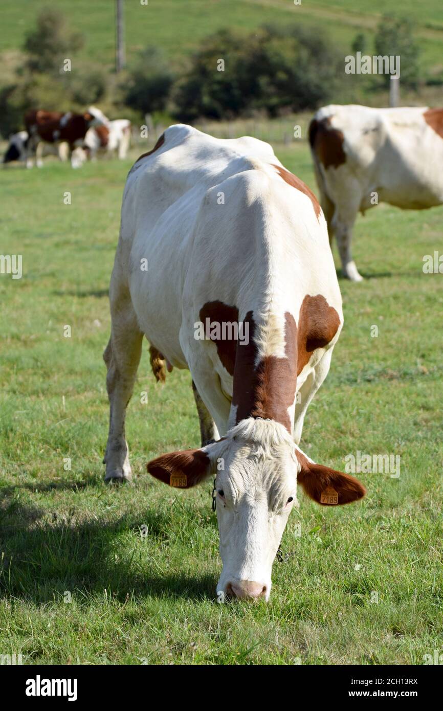 Portrait de vache Montbéliarde Stock Photo - Alamy