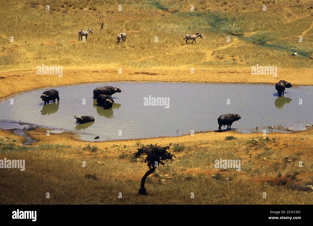 Water buffalo in the savannah of Africa at the waterhole Stock Photo ...